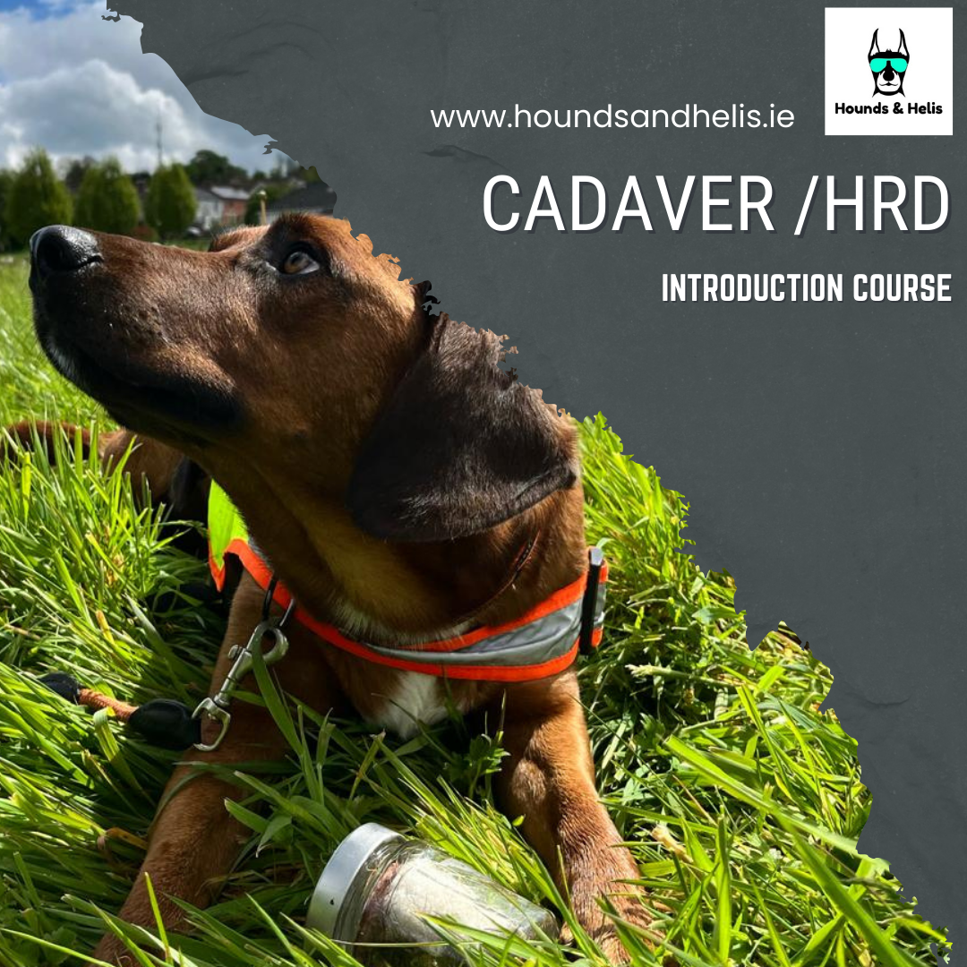 Introduction to Cadaver/HRD Course – Hounds and Heli's