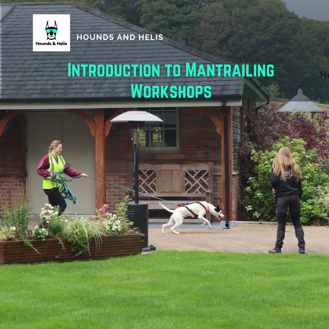 Introduction to Mantrailing Workshops – Hounds and Heli's