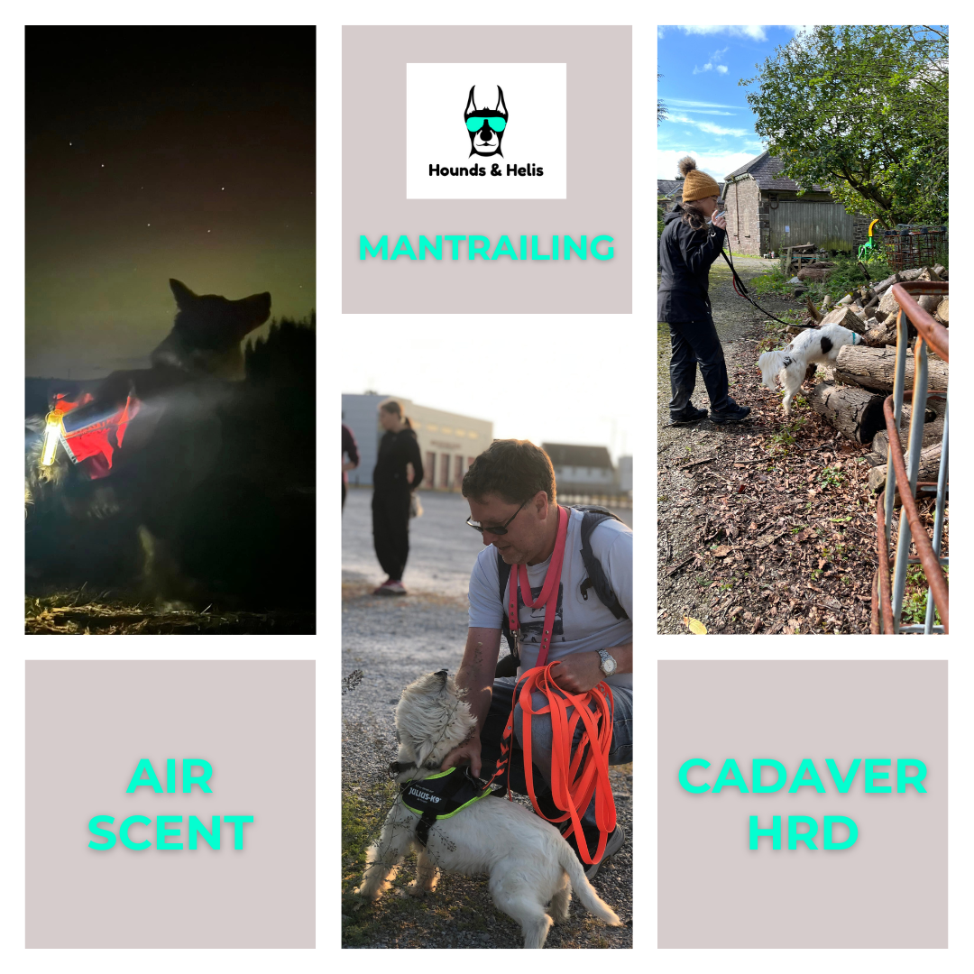 Drop In Sessions Mantrailing, Air Scent & Cadaver Training – Hounds and ...