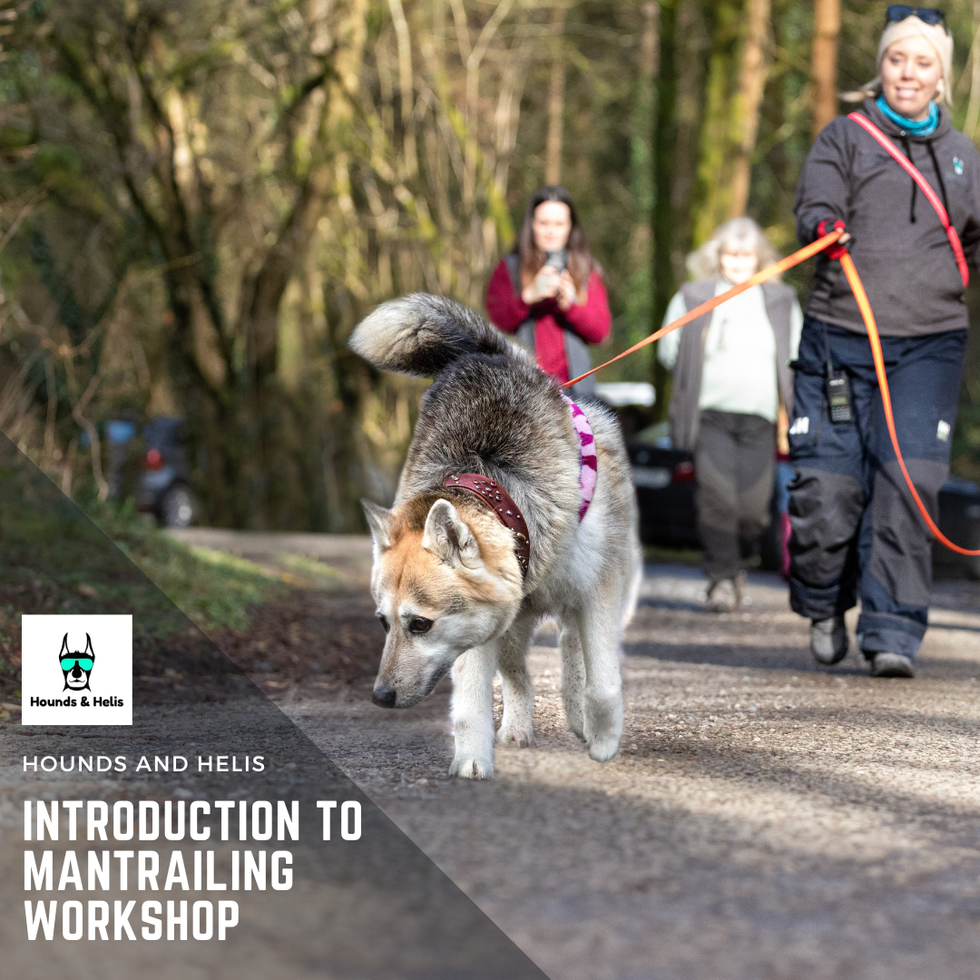 Introduction to Mantrailing Workshops – Hounds and Heli's